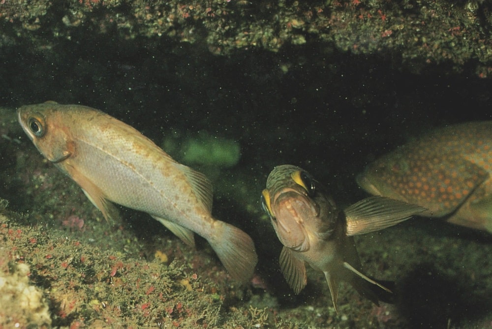 春告魚メバルの特性 住処と時合（積極的にエサを捕食する条件） | 釣りのネタ帳